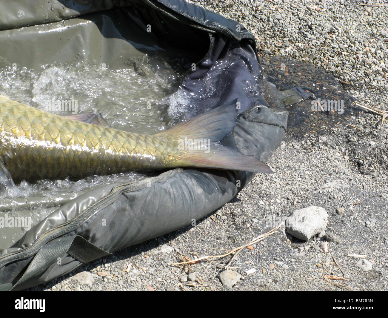 one carp in a bag on river bank Stock Photo - Alamy
