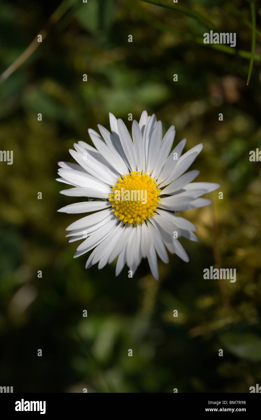 Common daisy weed hi-res stock photography and images - Alamy