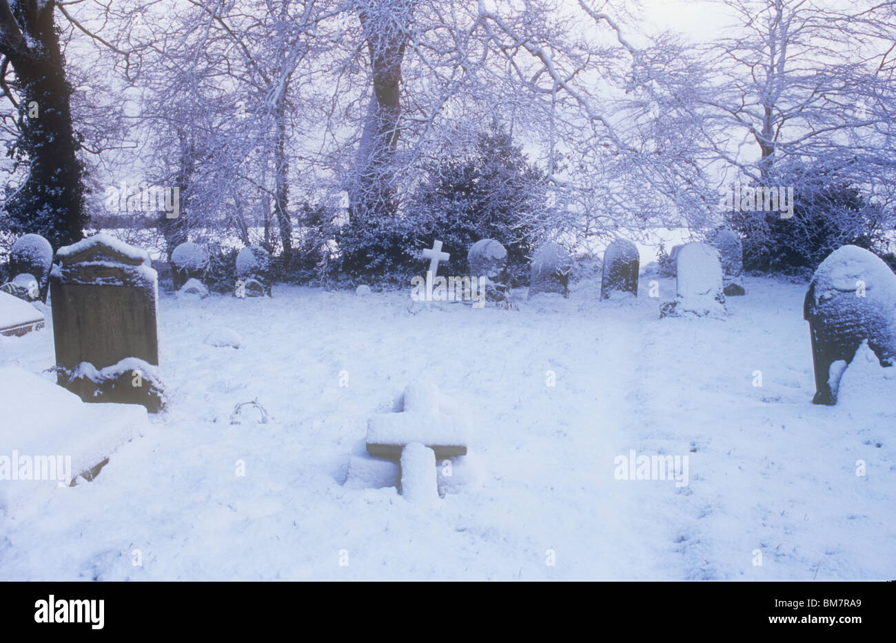 Churchyard with gravestones and Common beech trees under covering of ...