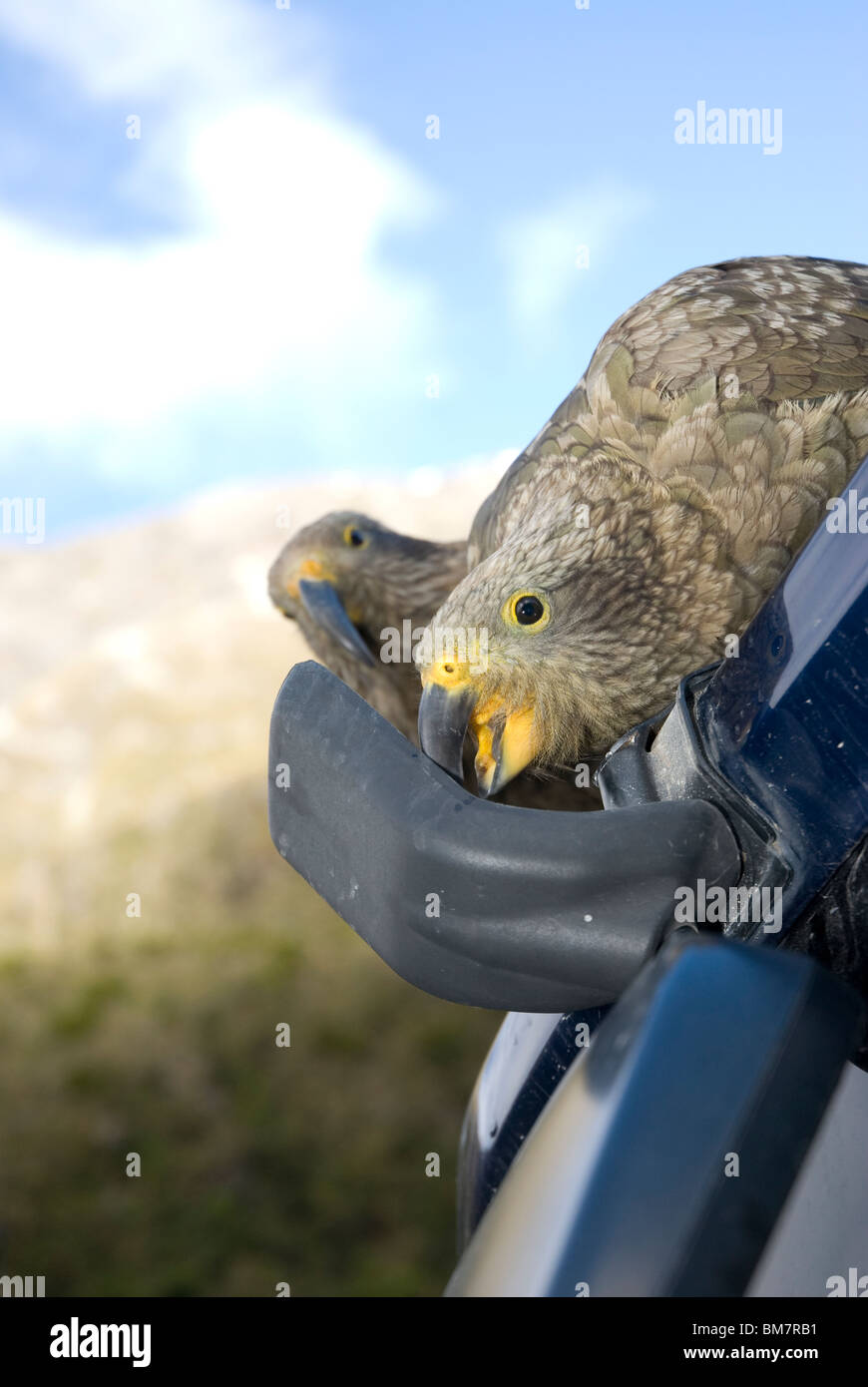 Two keas hi-res stock photography and images - Alamy