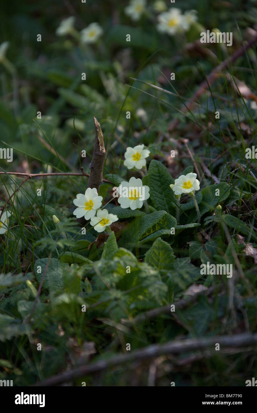 English primrose hi-res stock photography and images - Alamy