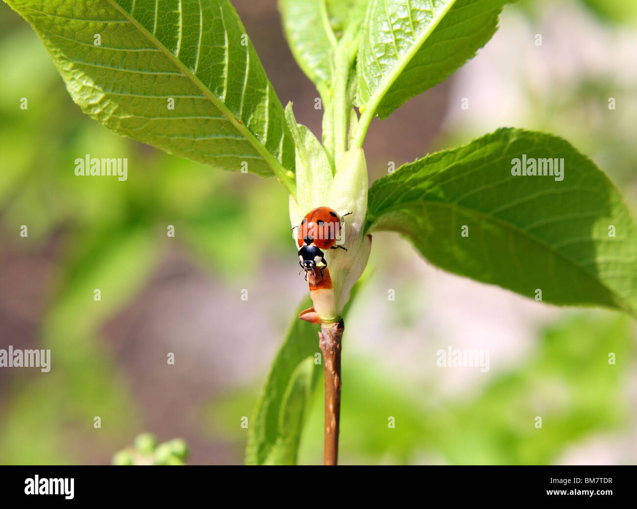ladybug on twig of tree with green leaves Stock Photo - Alamy