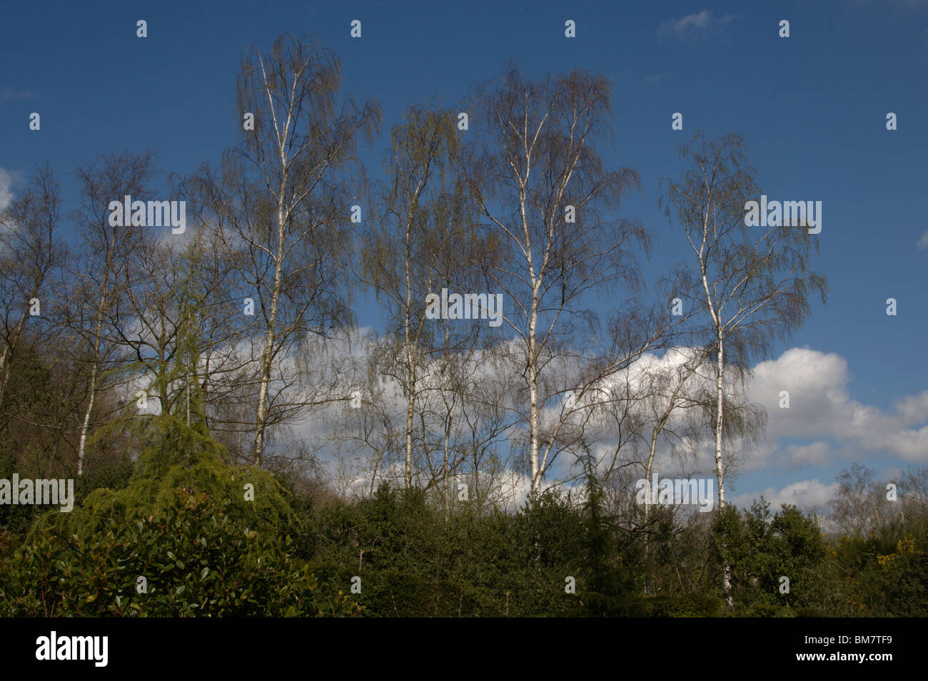 Silver ash hi-res stock photography and images - Alamy