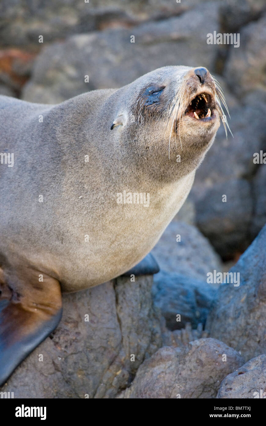 New Zealand Fur Seal Arctocephalus forsteri Kekeno calling Stock Photo ...