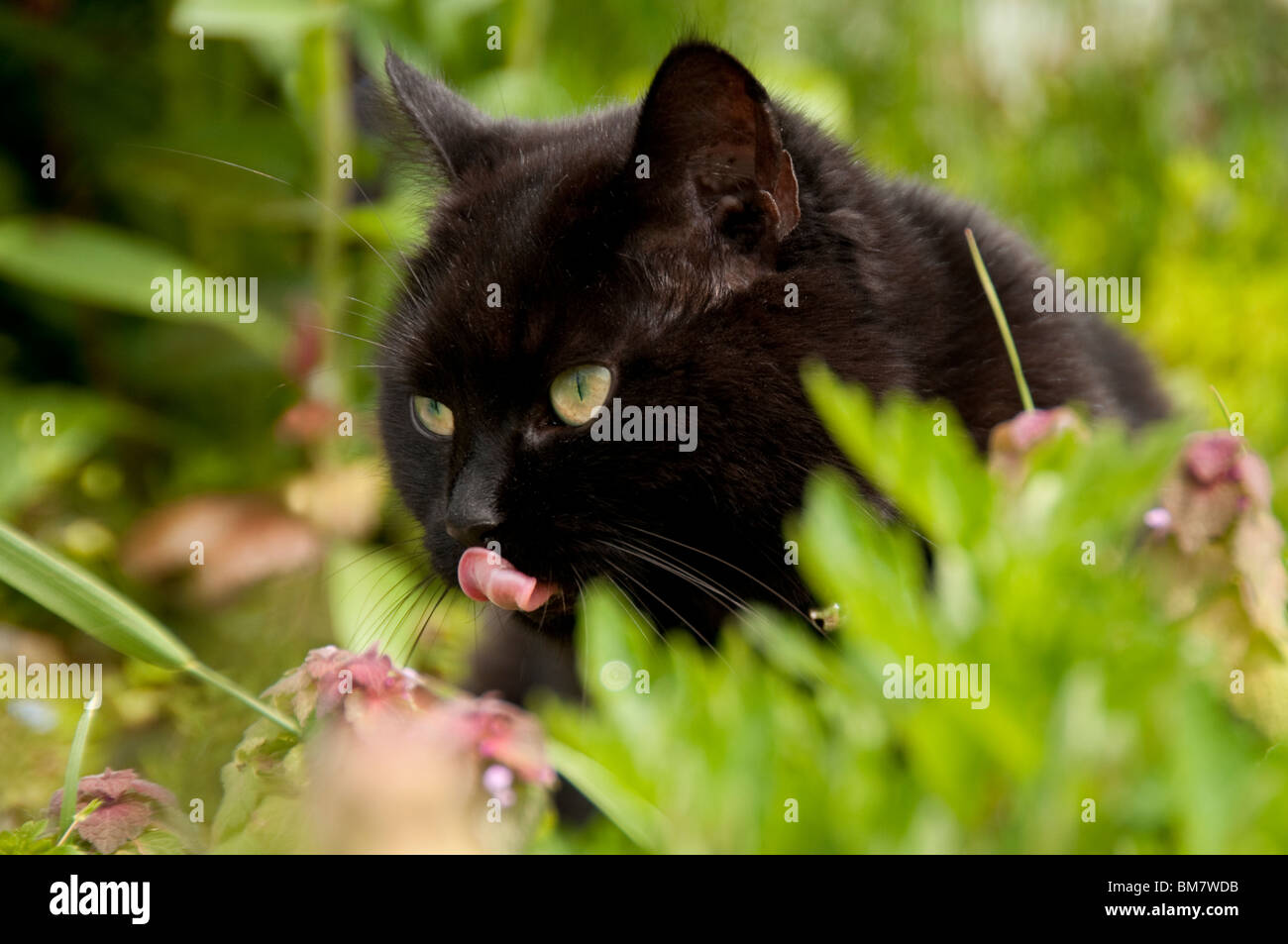 Black cat in hunting Stock Photo - Alamy