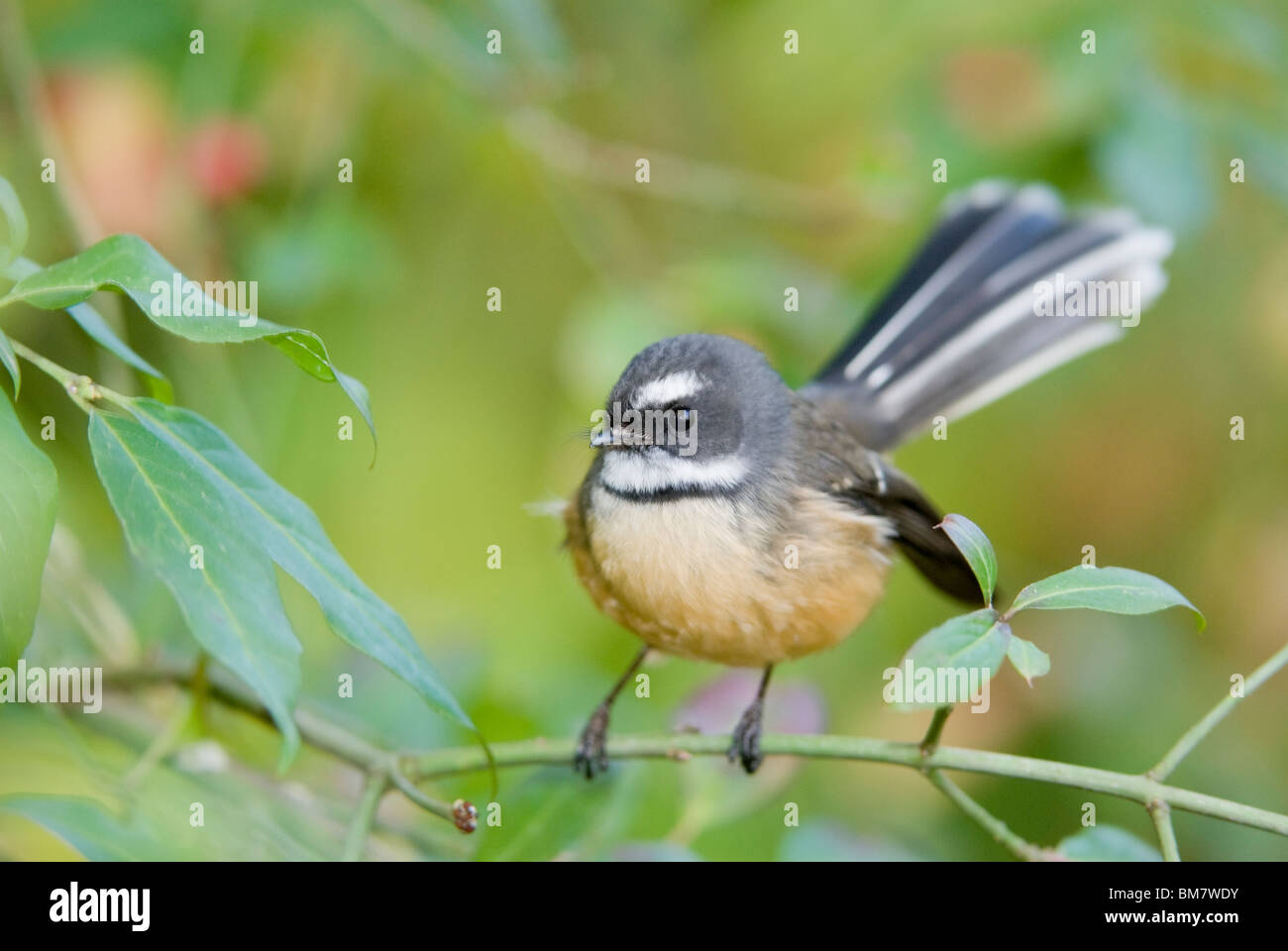 New Zealand Fantail Rhipidura fuliginosa Piwakawaka Stock Photo - Alamy