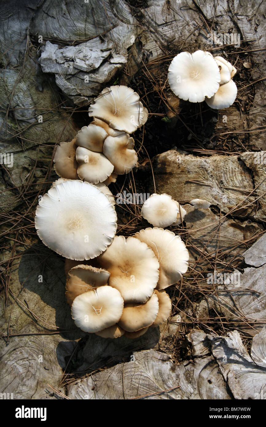 One funghi wild countryside country morning sun mushroom hi-res stock ...