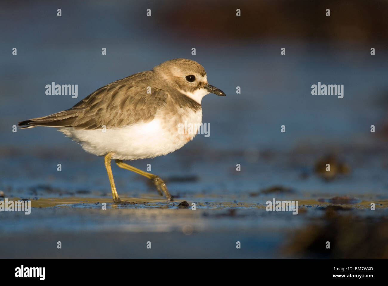 Banded bird hi-res stock photography and images - Alamy