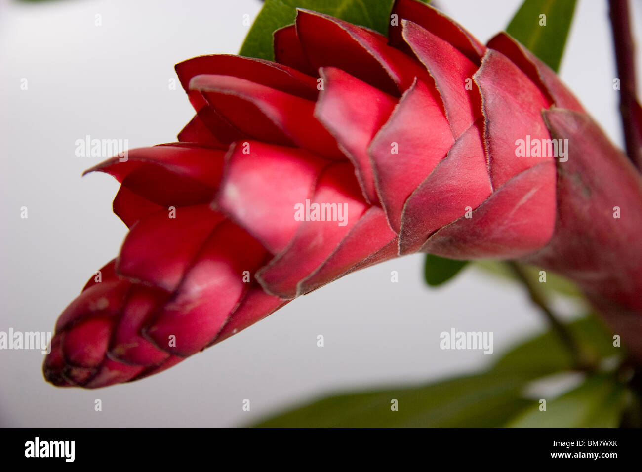 Ginger lily flower Curcuma Roscoeana Stock Photo - Alamy