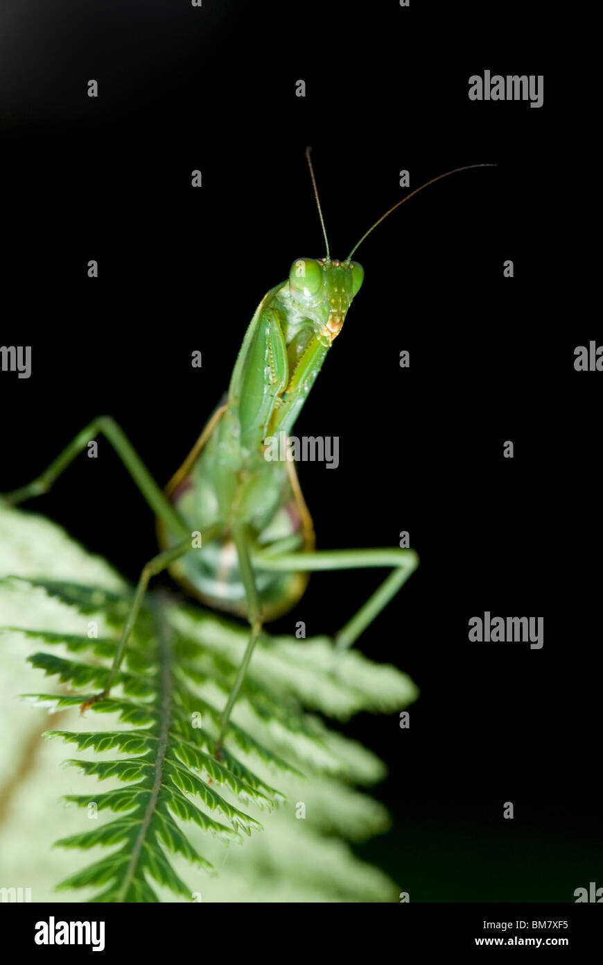Praying mantis New Zealand Stock Photo - Alamy