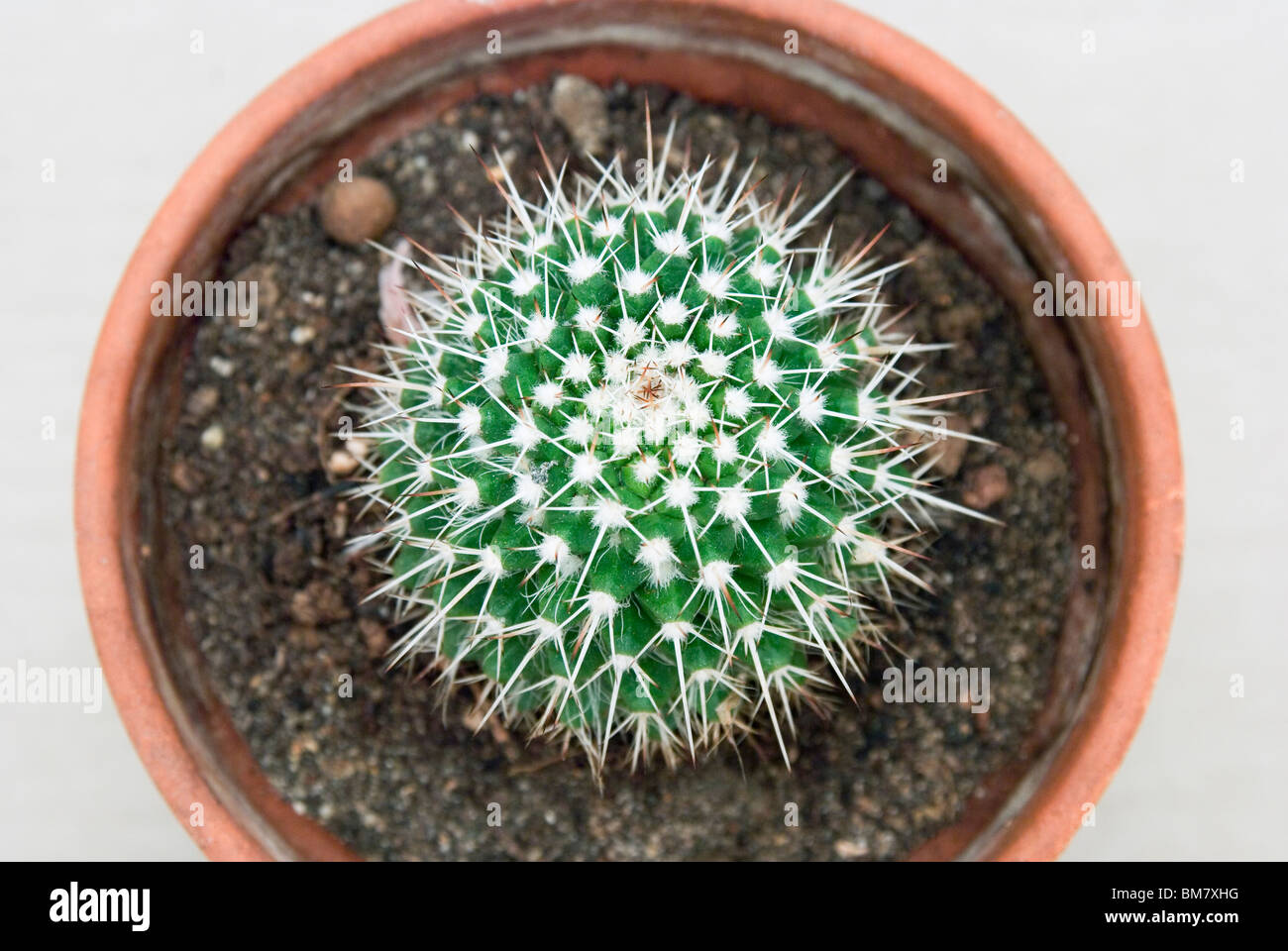 Potted cactus hi-res stock photography and images - Alamy