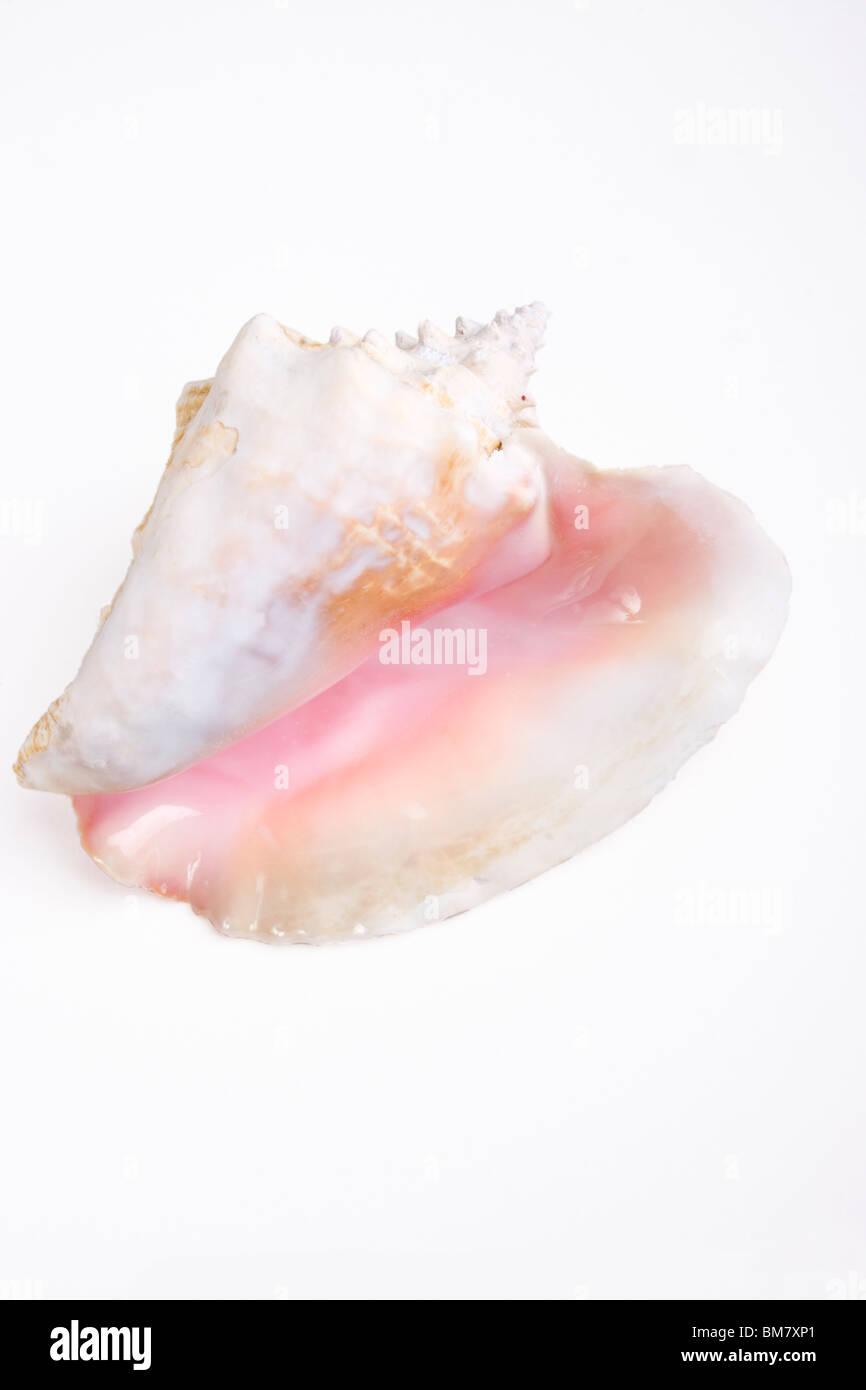 Shell fish fishing hi-res stock photography and images - Alamy