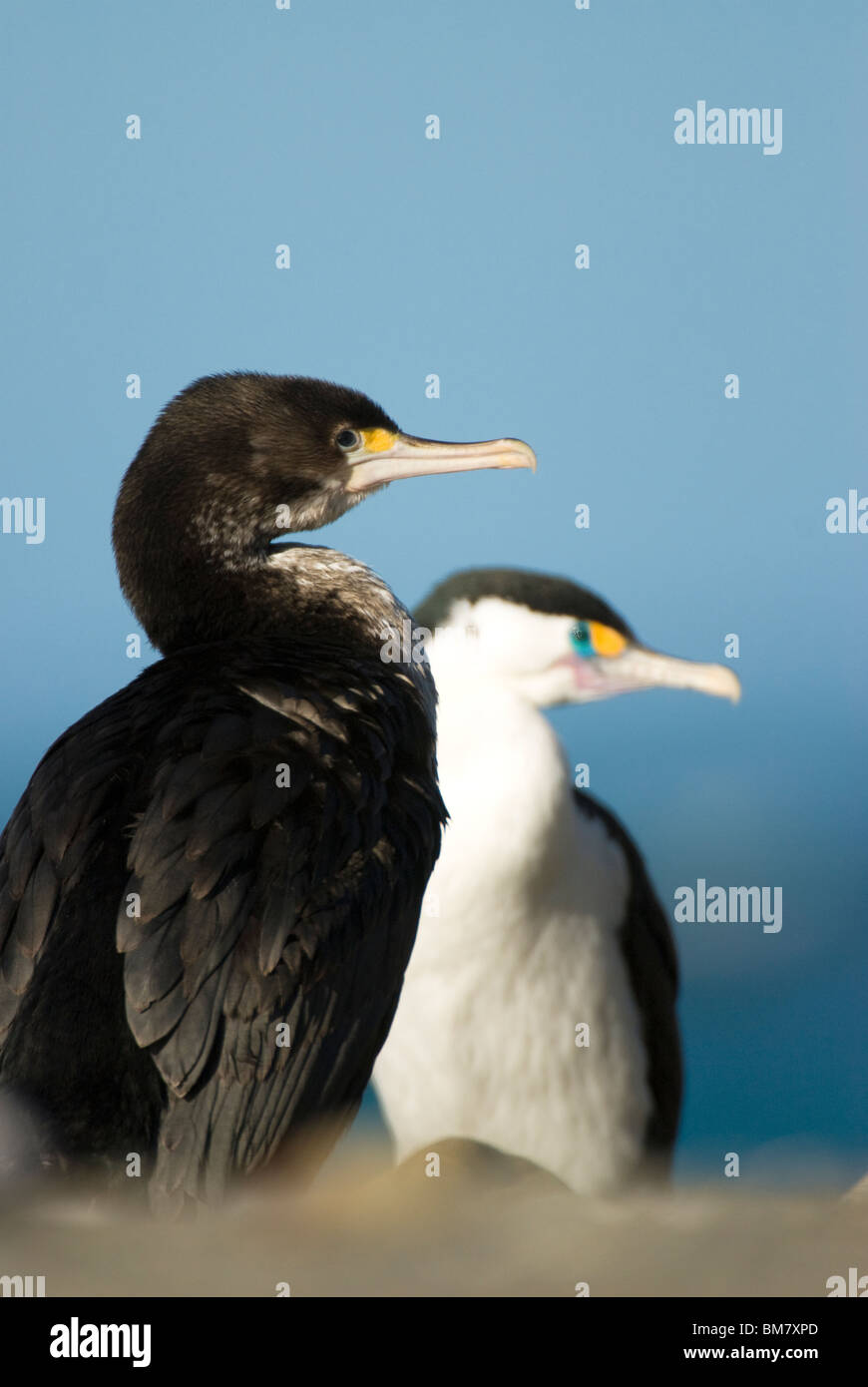 Bird shag hi-res stock photography and images - Alamy