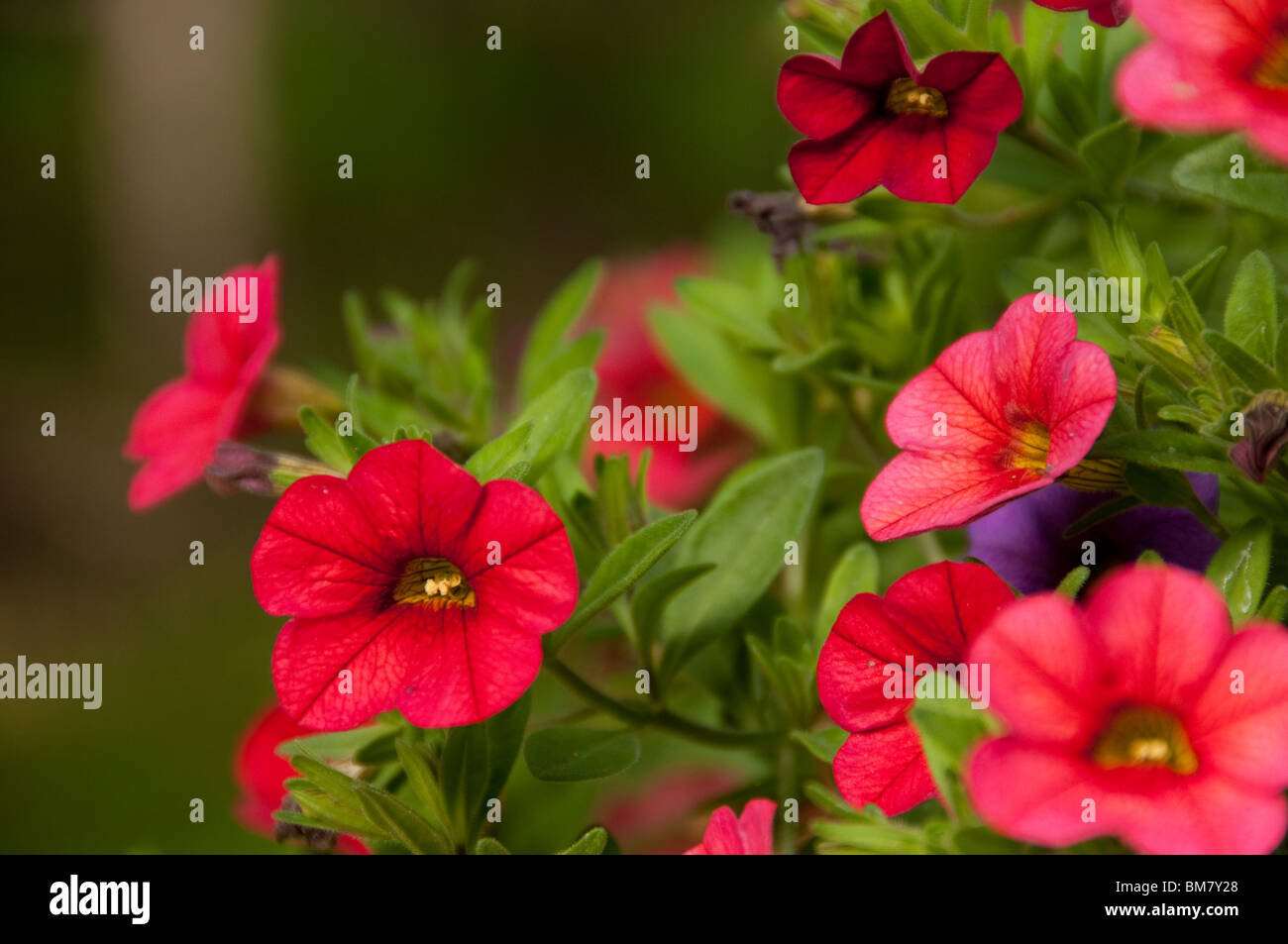 Calibrachoa hi-res stock photography and images - Alamy