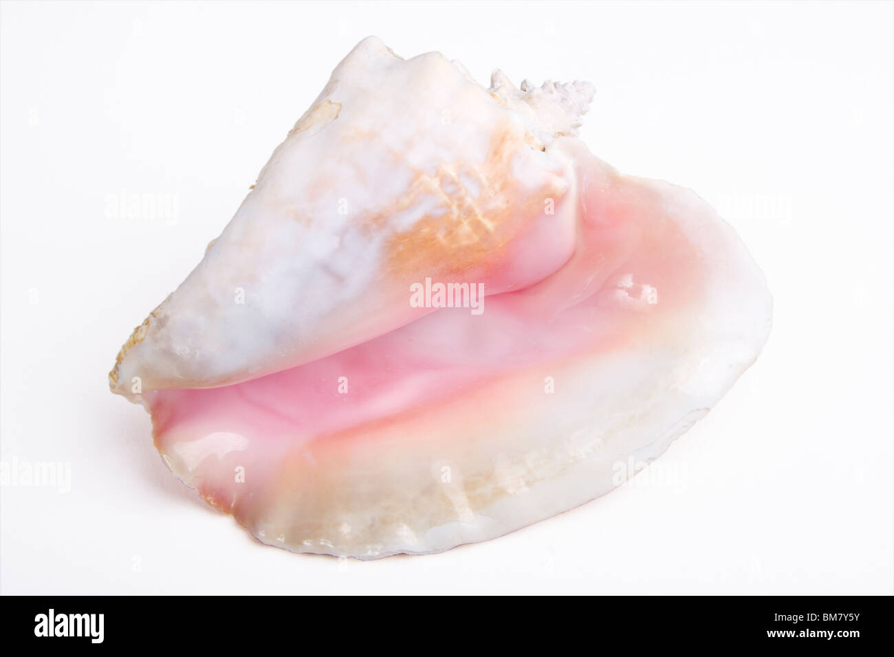 Fish shell cutout hi-res stock photography and images - Alamy