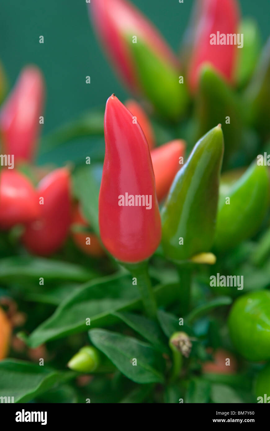Capsicum annuum plant hi-res stock photography and images - Alamy