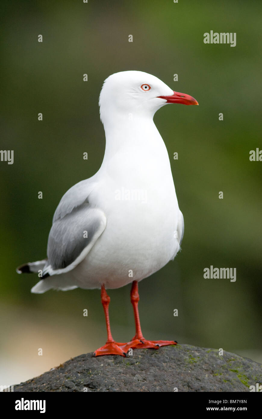 Red billed gull tarapunga hi-res stock photography and images - Alamy