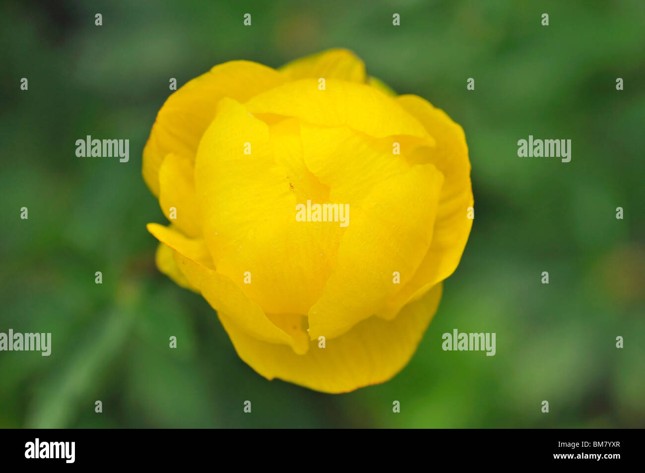 Globe-flower Trollius europaeus Stock Photo - Alamy