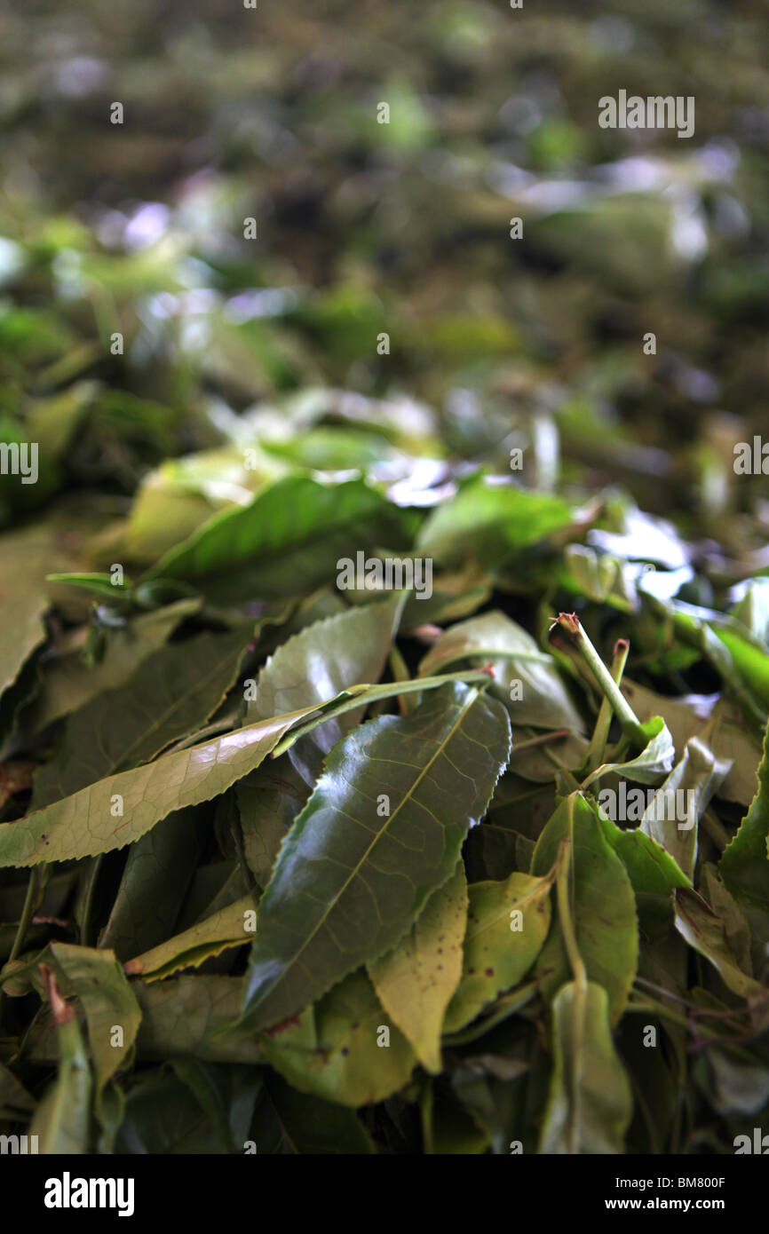 The Tea Factory, a working tea museum, located above Ooty, short for ...