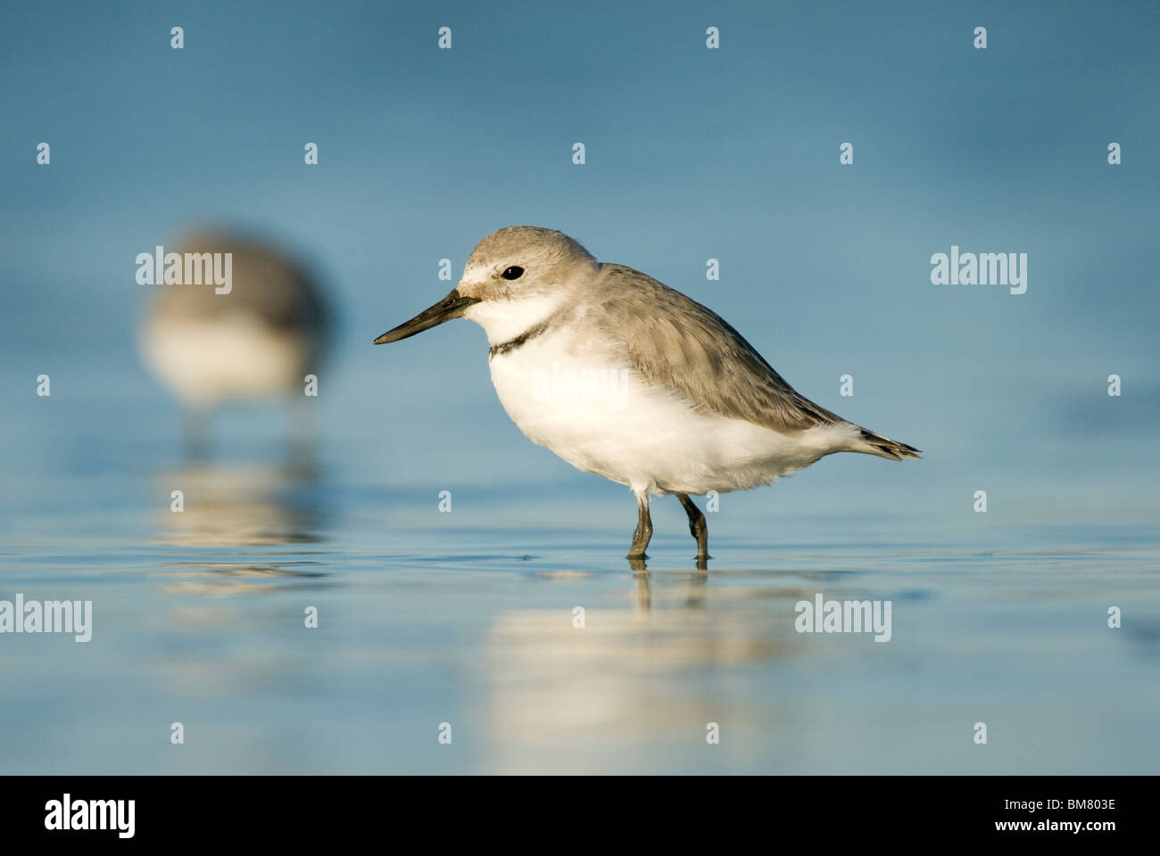 Wrybill Anarhynchus frontalis Ngutuparore New Zealand Stock Photo - Alamy