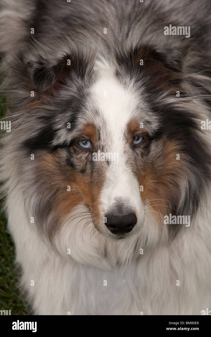 Blue merle sheltie hi-res stock photography and images - Alamy