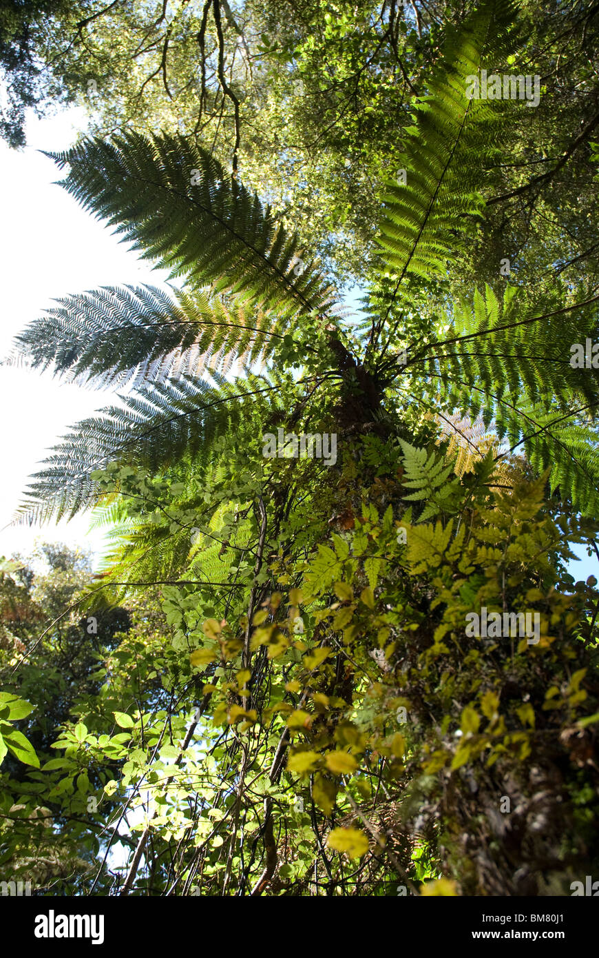 New zealand tree fern hi-res stock photography and images - Alamy