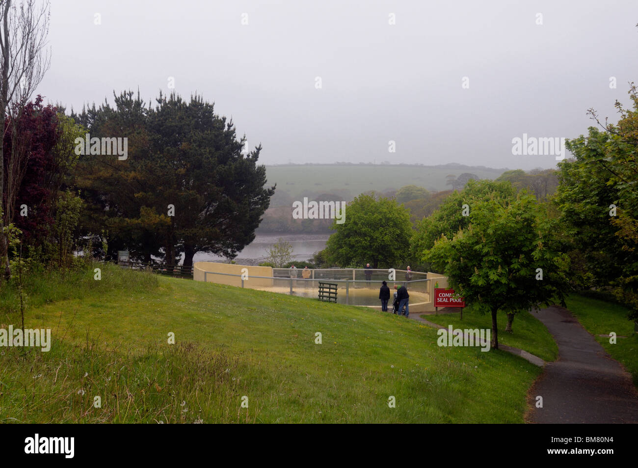 Common seal pool at the Gweek Seal Sanctuary,Cornwall,United Kingdom ...