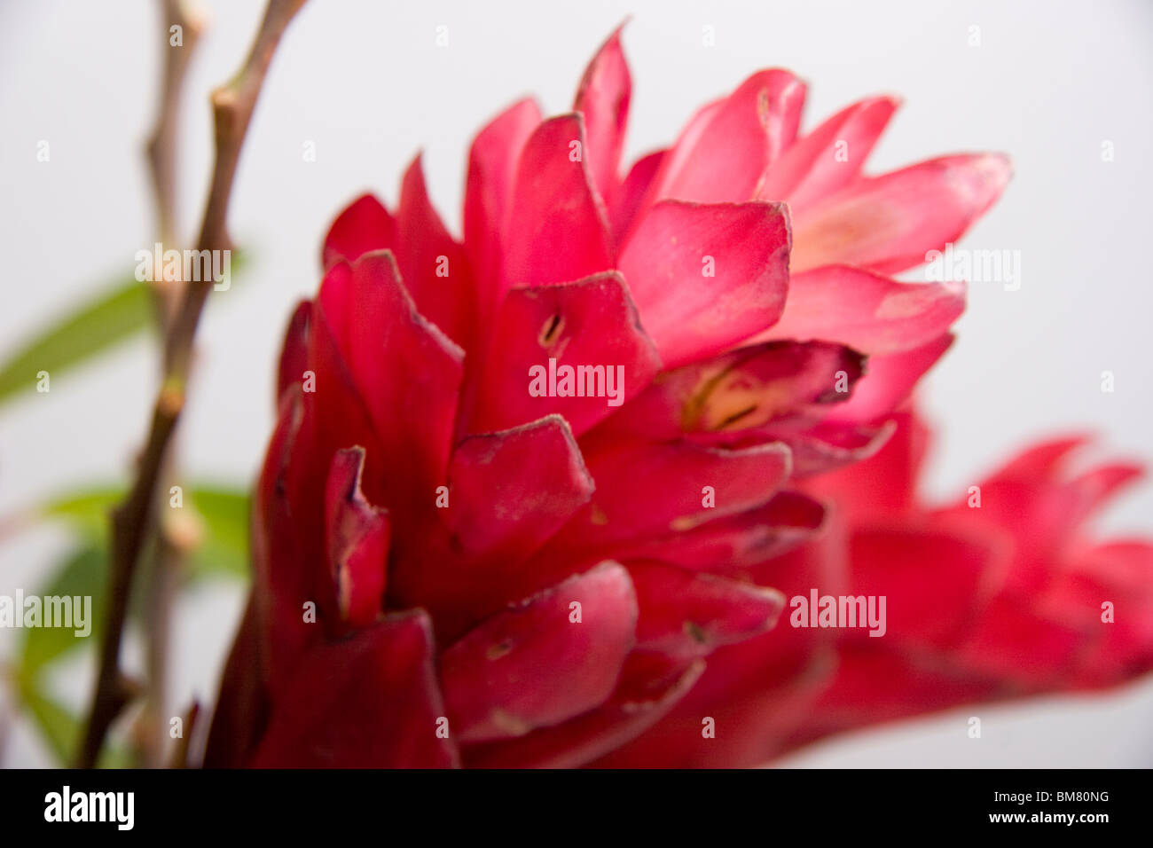 Ginger lily flower Curcuma Roscoeana Stock Photo - Alamy