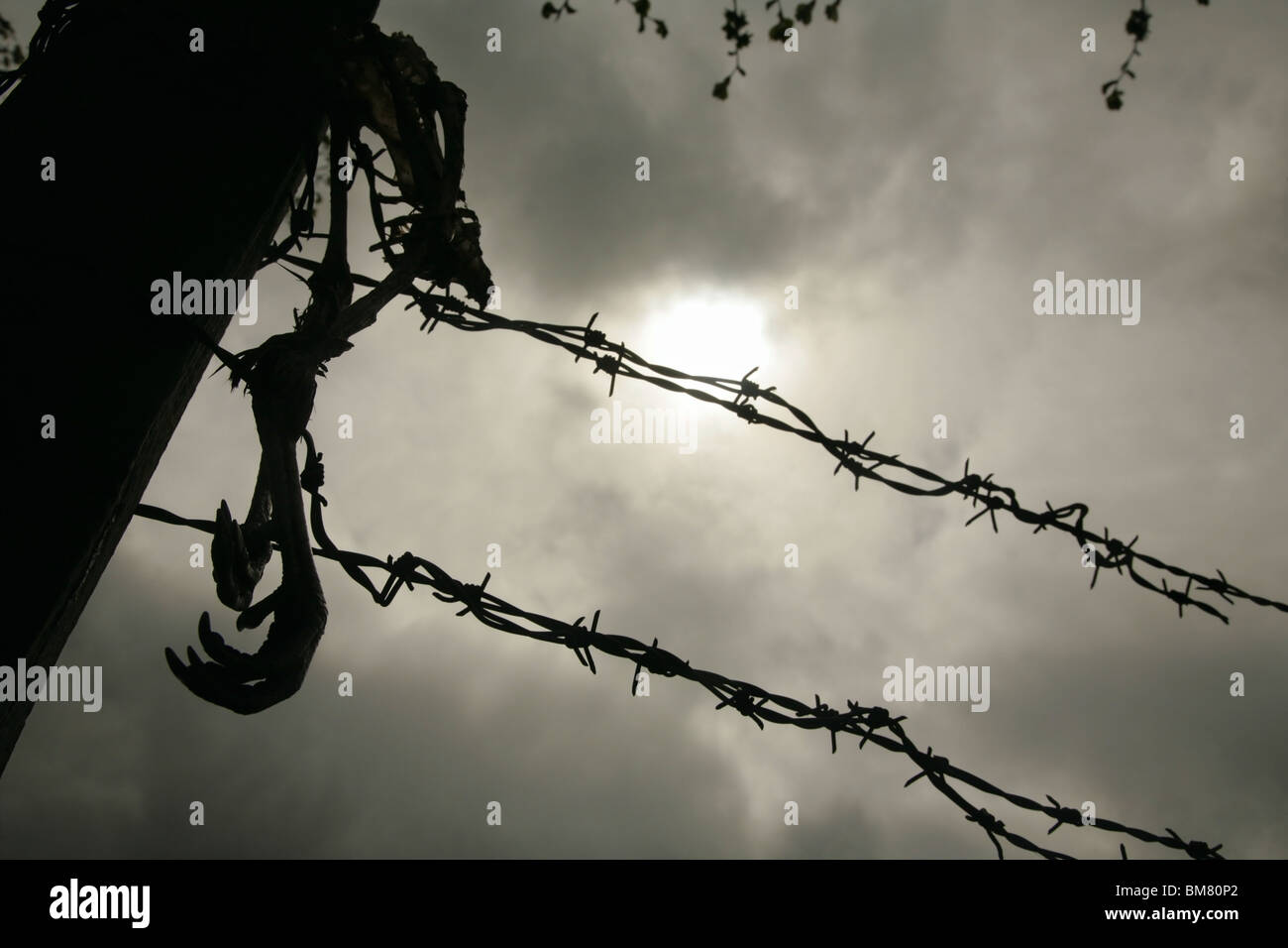Dead bird's skeleton on barbed wire fence Stock Photo - Alamy