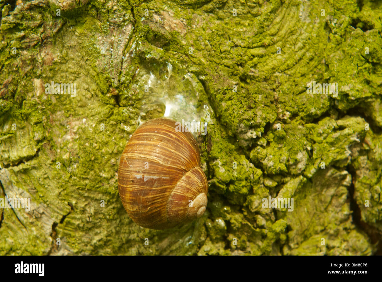 Snail on tree trunk Stock Photo - Alamy