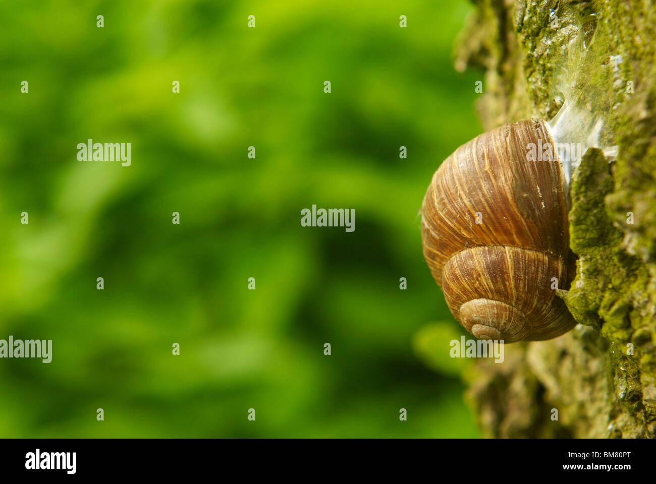 Eat terrestrial snails hi-res stock photography and images - Alamy