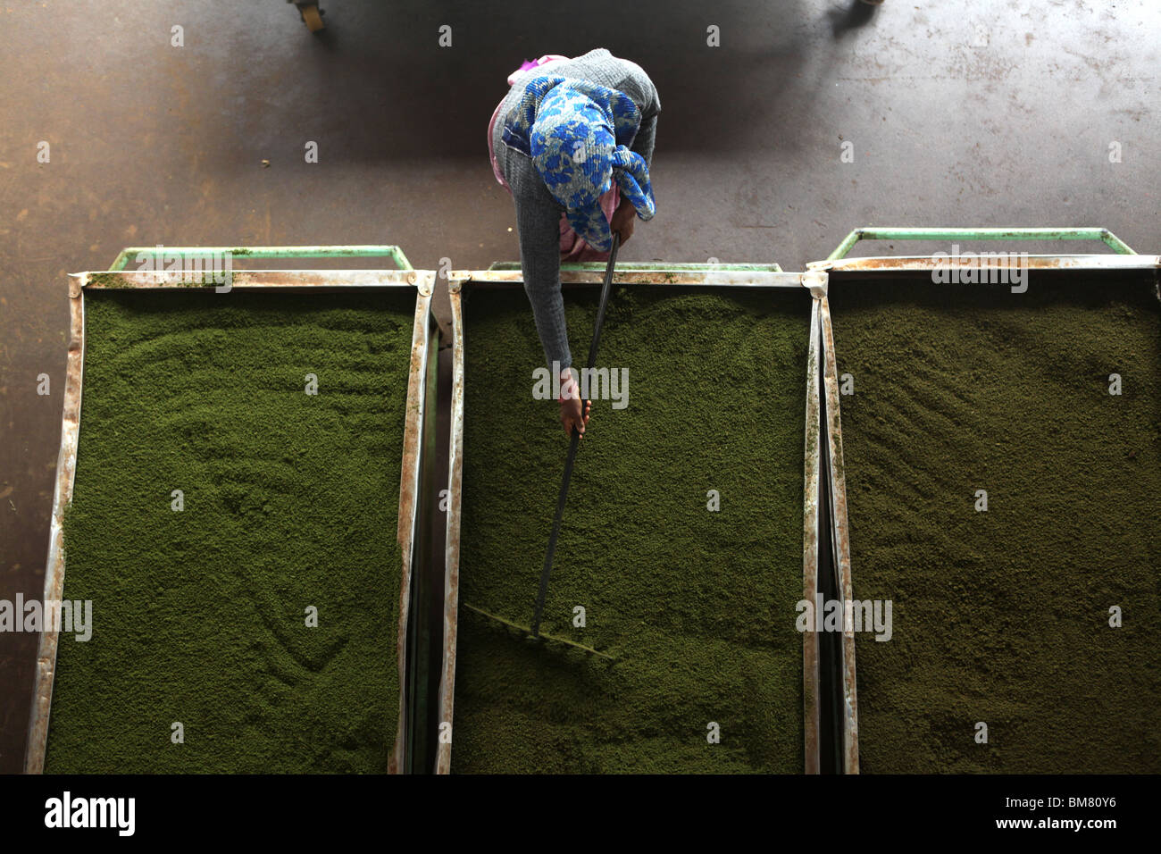Tea Factory High Resolution Stock Photography and Images - Alamy