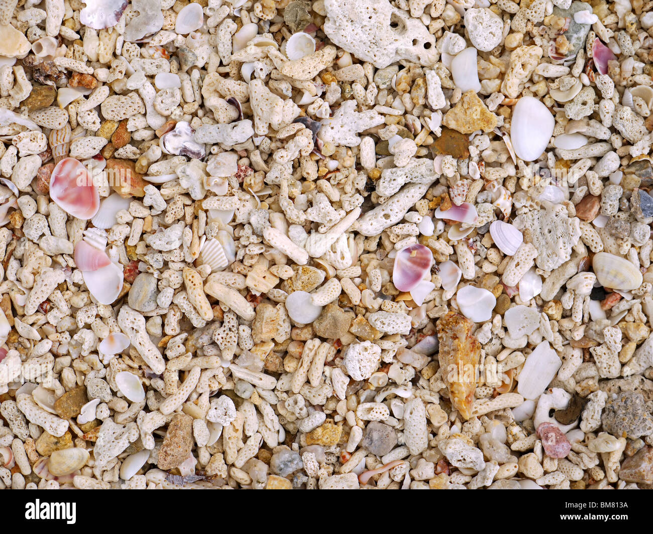 Coral sand mixed with shells on Koh Samui island seashore, Thailand ...