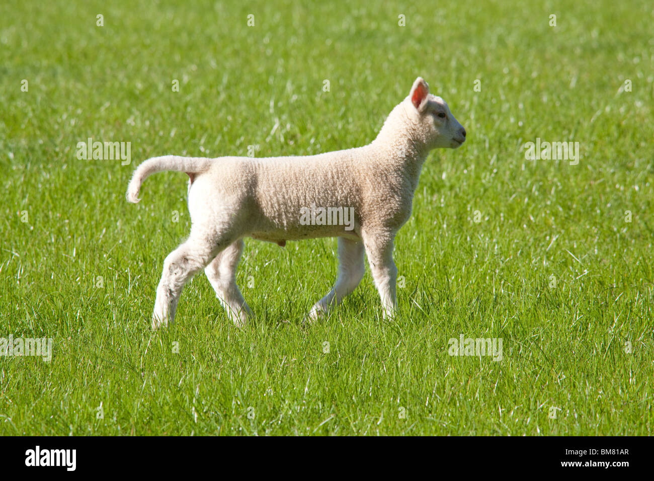 Newborn spring lamb hi-res stock photography and images - Alamy
