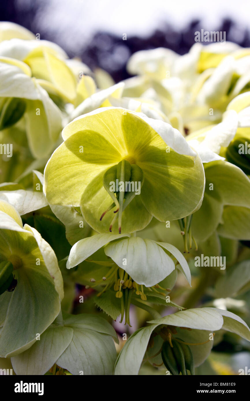 Shade loving plants hi-res stock photography and images - Alamy