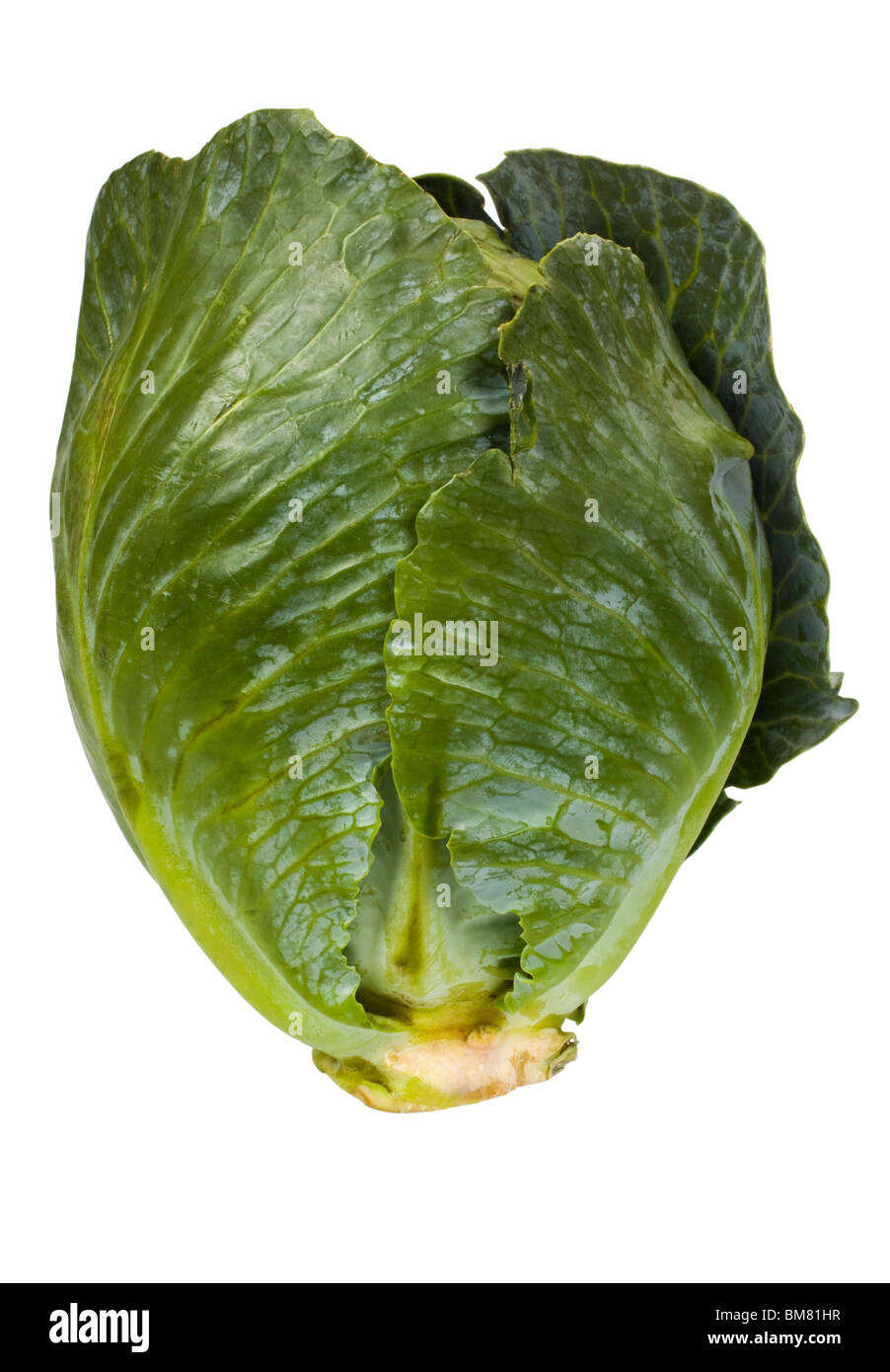 Fresh green cabbage ripe Cut Out Stock Images & Pictures - Alamy