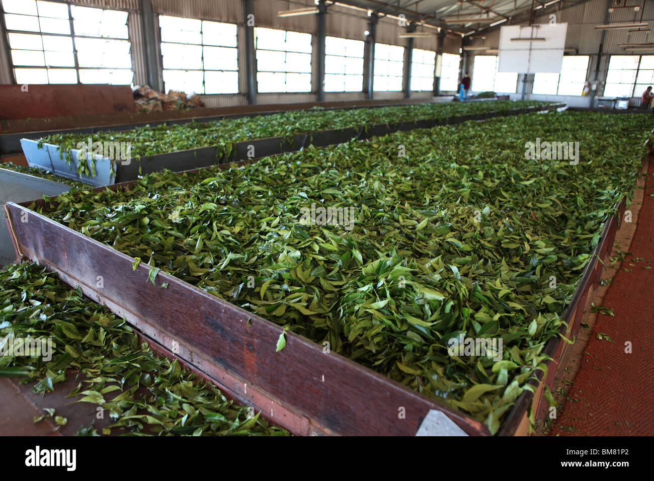 The Tea Factory, a working tea museum, located above Ooty, short for ...