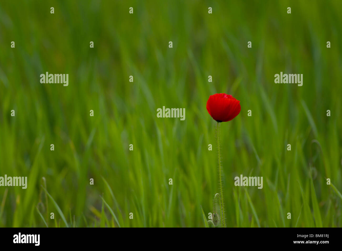red poppy in a grain field Stock Photo - Alamy