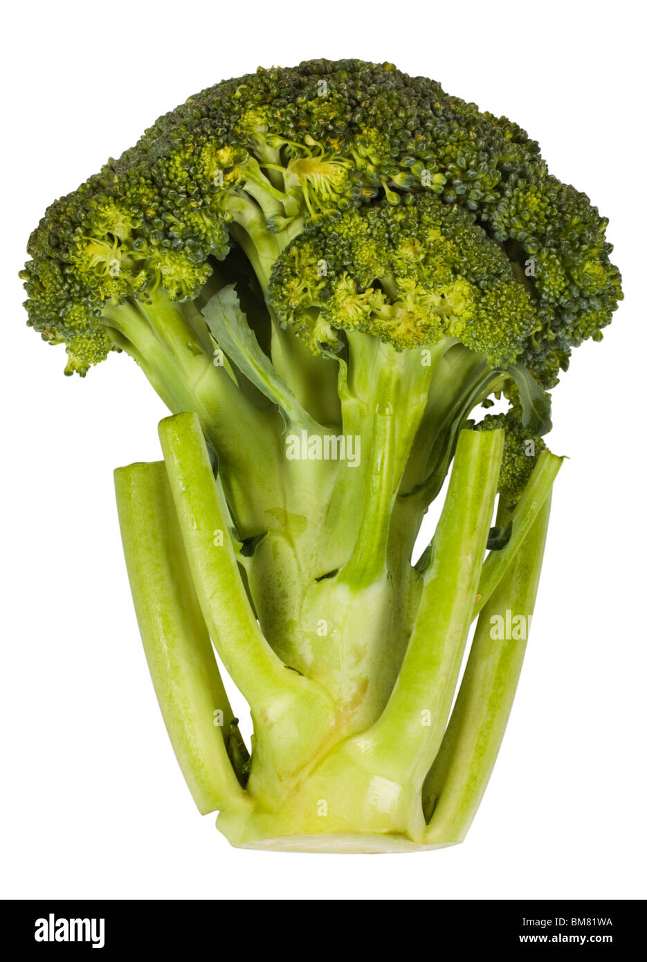 Image of broccoli Cut Out Stock Images & Pictures - Alamy