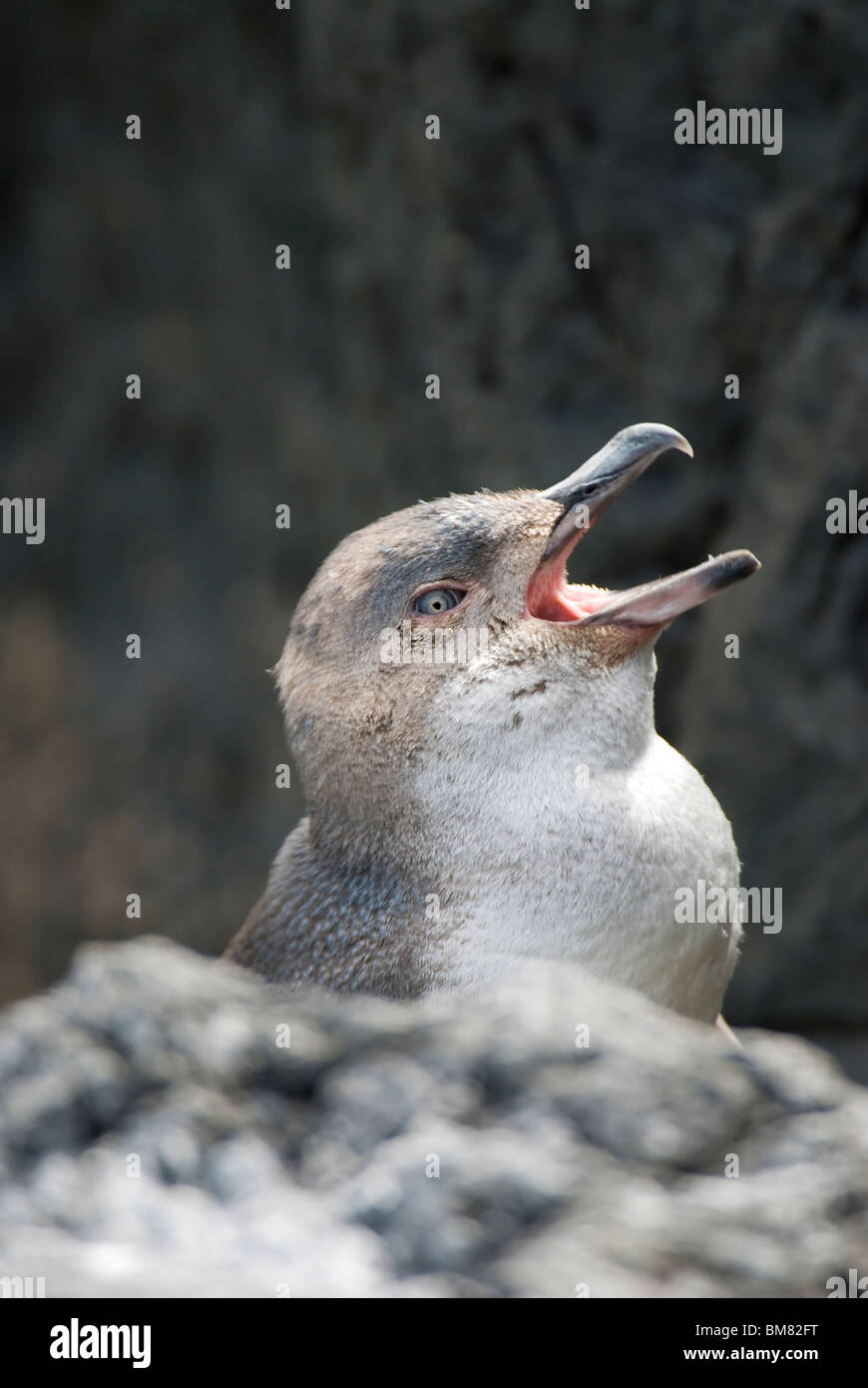 Little Blue Penguin Eudyptula albosignata albosignata calling New ...