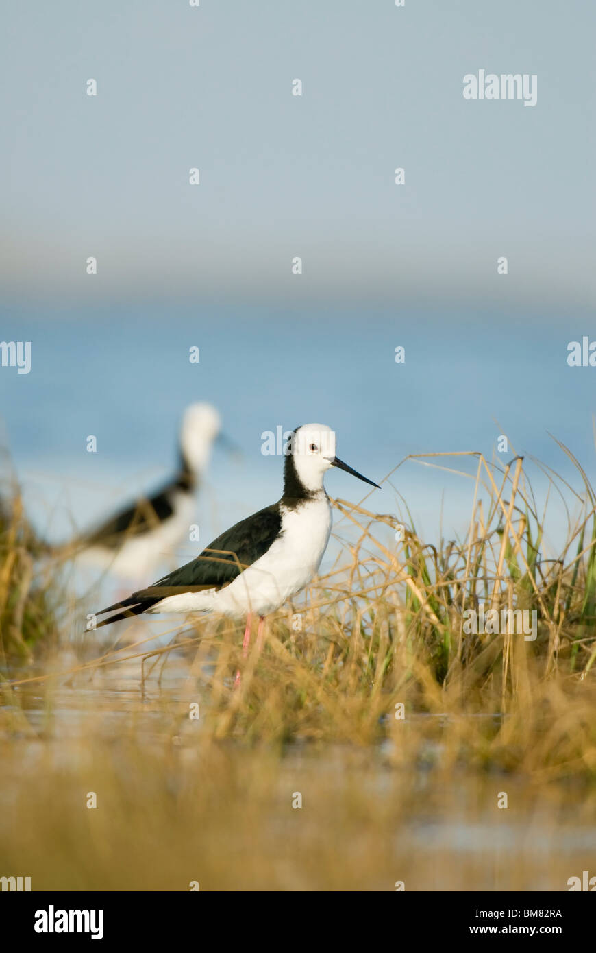 New Zealand Pied Stilt Himantopus himantopus Stock Photo - Alamy