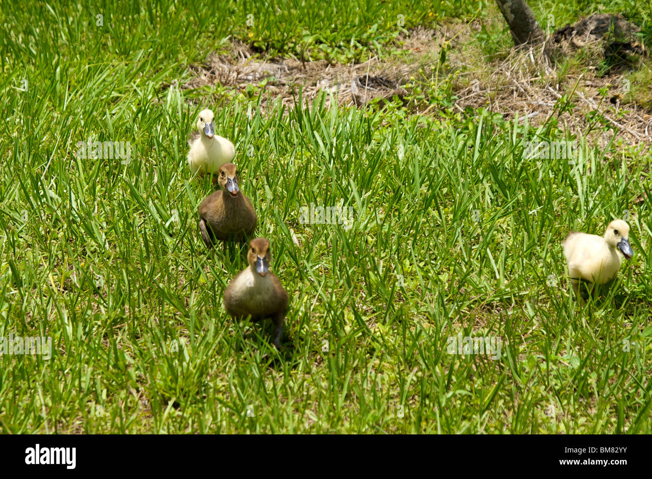 Ducklings Four Yellow Brown High Resolution Stock Photography and ...
