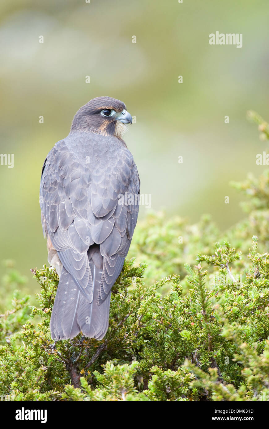 Juvenile New Zealand Falcon Falco novaeseelandiae Stock Photo - Alamy