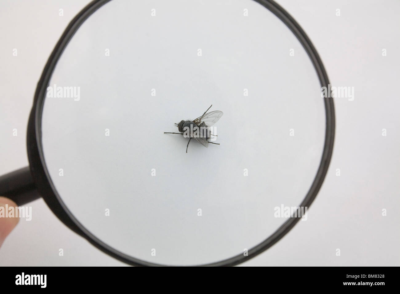 Viewed Through Glass High Resolution Stock Photography and Images - Alamy