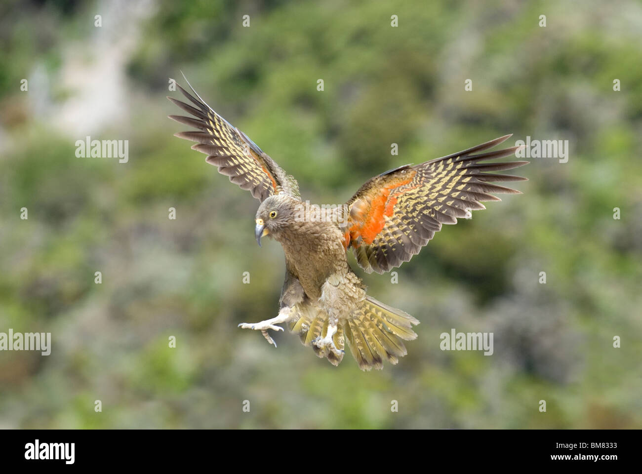 Juvenile Kea nestor notabilis flying, New Zealand Stock Photo - Alamy
