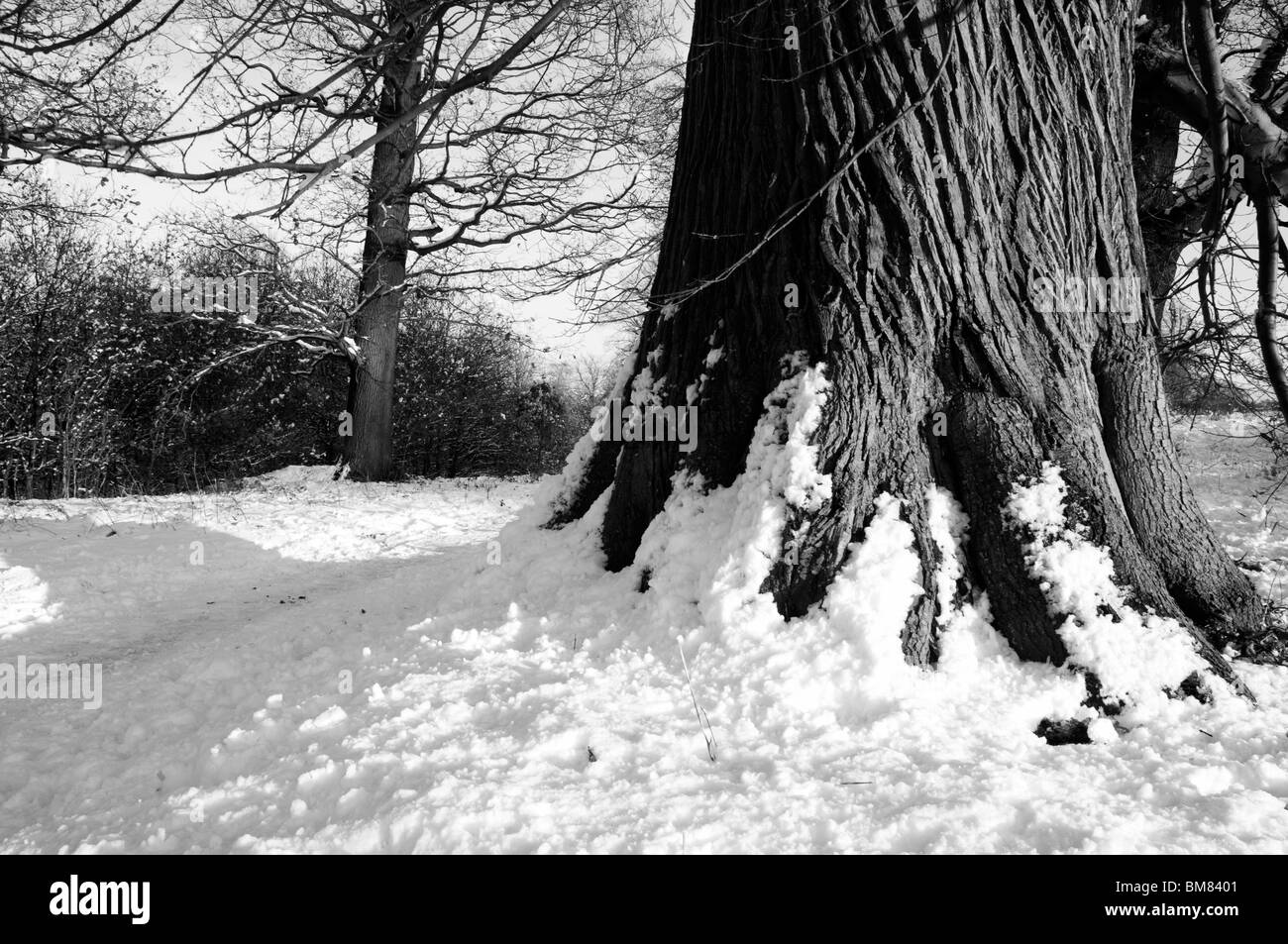 Country rural christmas tree Black and White Stock Photos & Images - Alamy