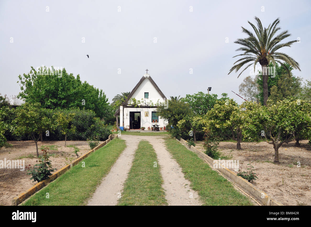 Barraca (traditional valencian adobe house) and blossoming orange trees ...