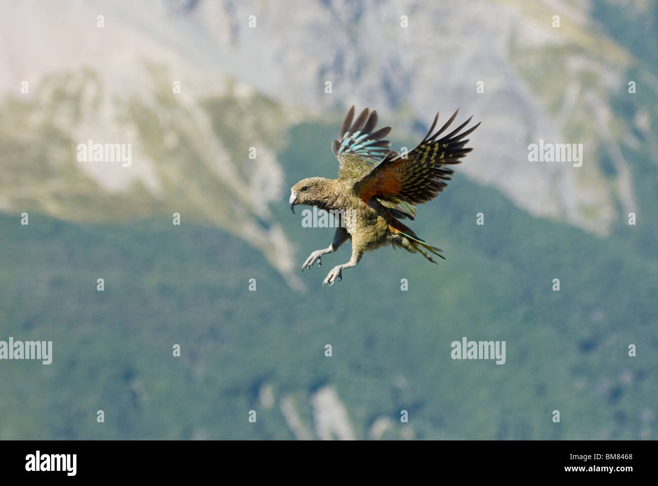 Kea nestor notabilis flying Avalanche Peak New Zealand Stock Photo - Alamy