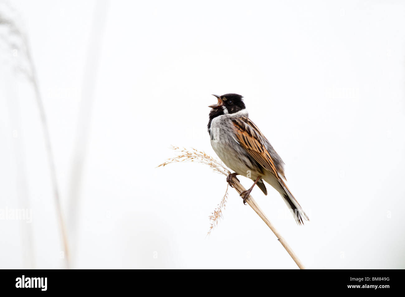 Male Reed Bunting Emberiza schoeniclus, Essex, UK, spring Stock Photo ...