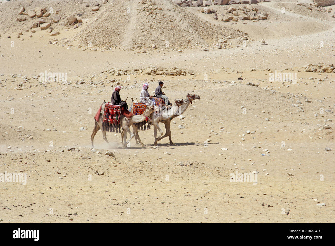 Camels Riding at pyramids desert, Giza, Egypt Stock Photo - Alamy